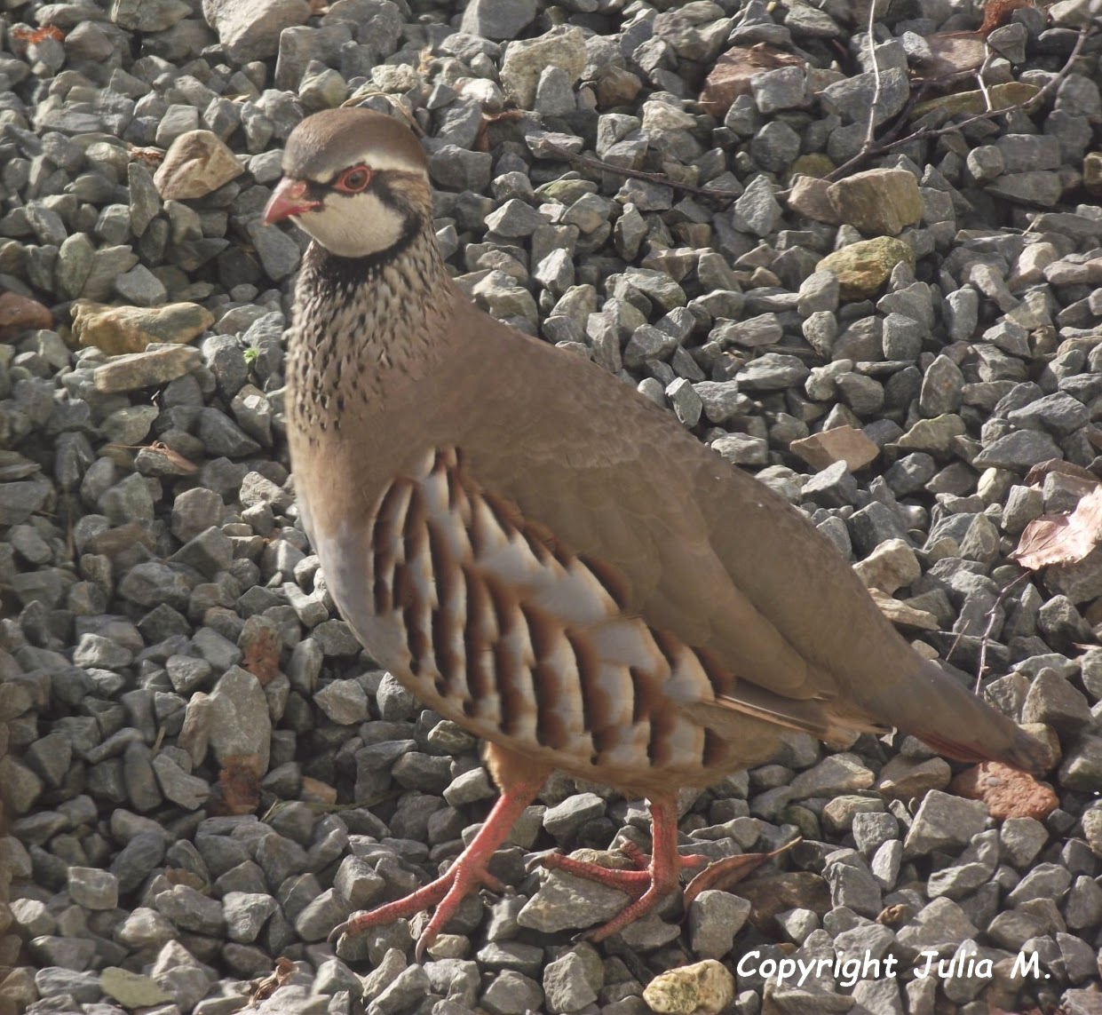 Le Peuple des Prés: La Perdrix Perdue est partie